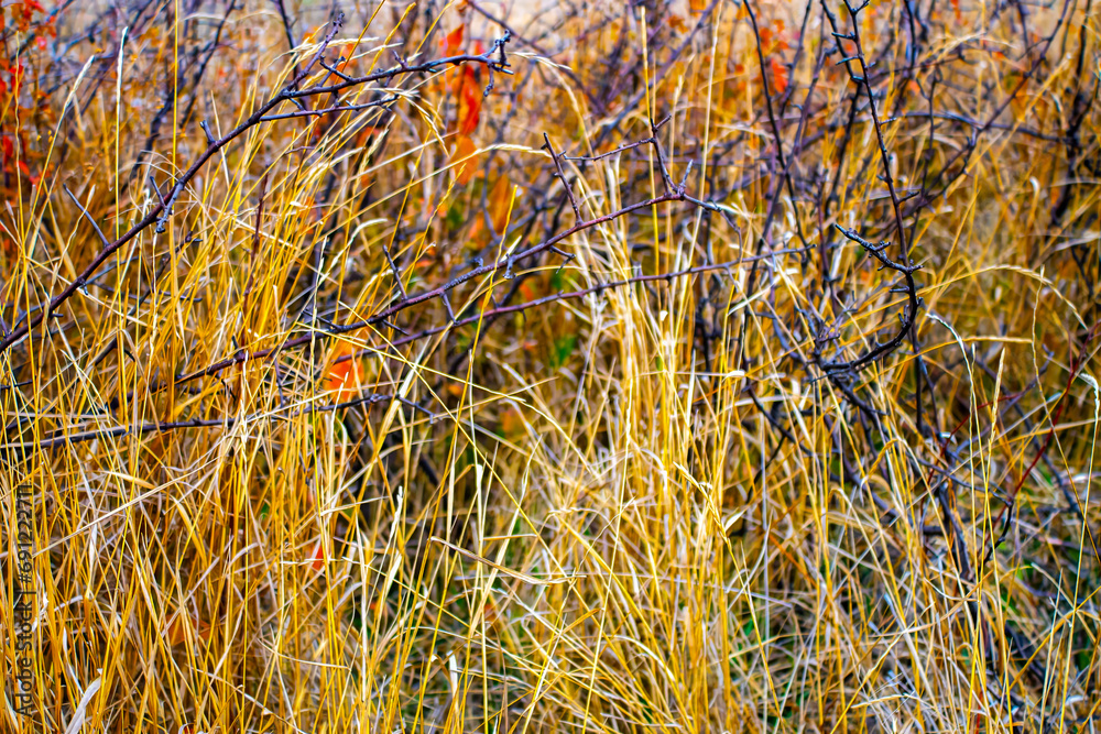 nature pattern of prickly bare branches of a bramble bush with dried ...