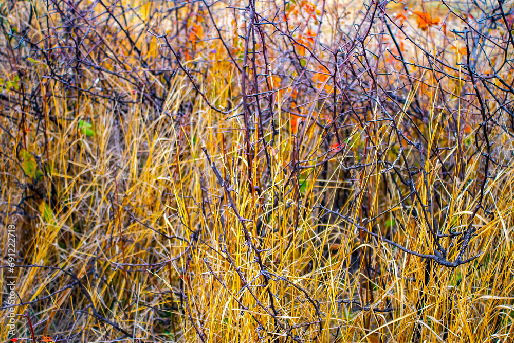 nature pattern of prickly bare branches of a bramble bush with dried ...