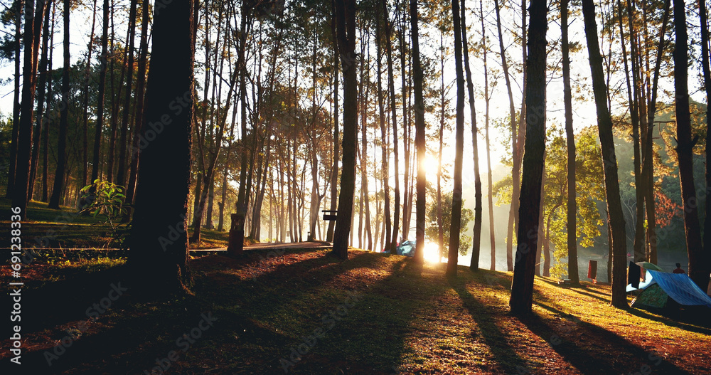 Sunbeam shining through tree sunny ray lens flare beautiful sunlight ...