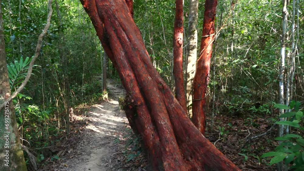 Serene forest pathway surrounded by lush greenery and striking red ...