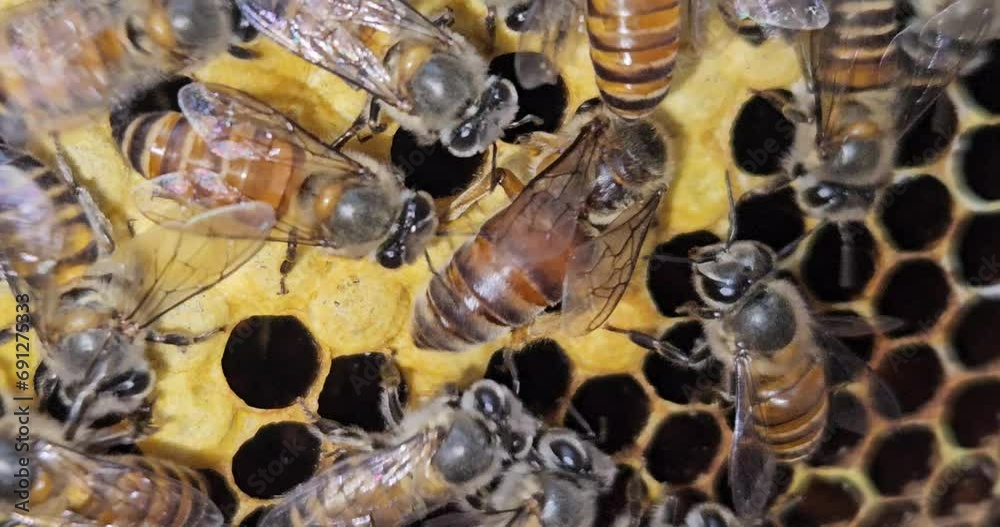 The queen bee surrounded by bees. Queen Bee lays eggs in a honeycomb ...