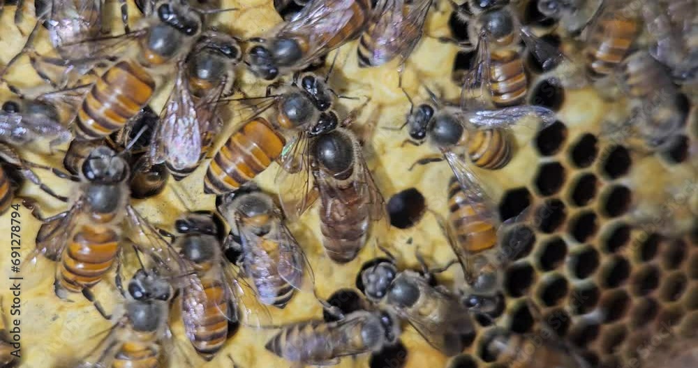 The queen bee surrounded by bees. Queen Bee lays eggs in a honeycomb ...
