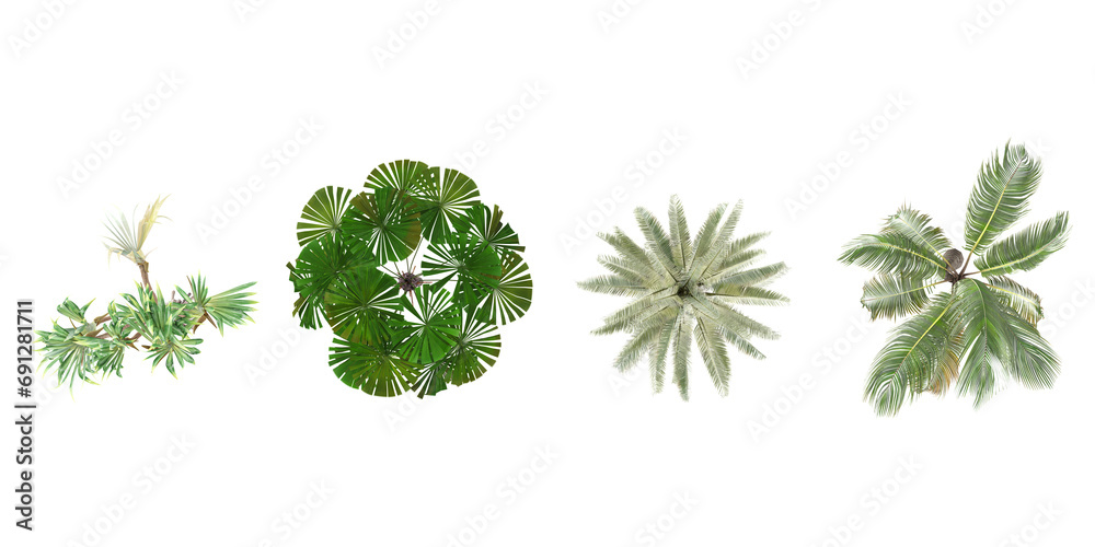 Fotografía Pandanus utilis,Jubaea chilensis,Cocos nucifera,Licuala ...