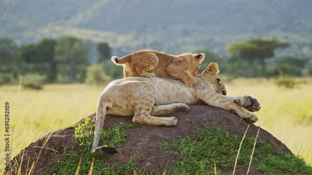 Funny Baby Animals, Cute Lion Cub Playing with Lioness in Africa in ...