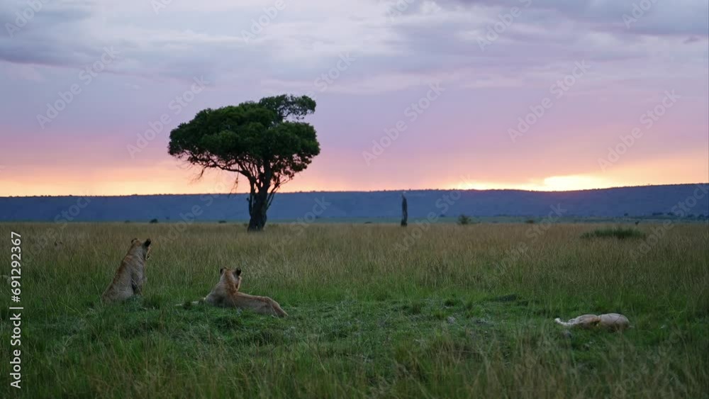 Beautiful landscape scenery at dusk with a group of Lions lying down ...