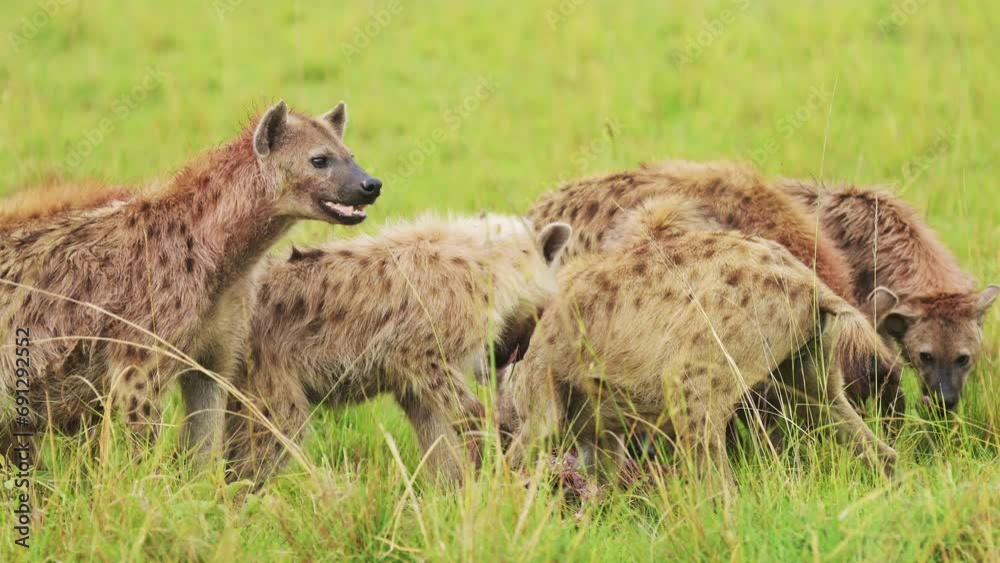 Vidéo Stock Slow Motion Shot of Cackle of Hyenas feeding on a scavenged ...