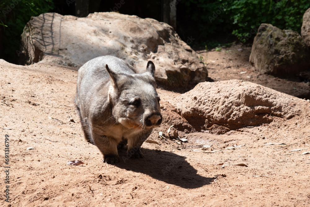 The hairy-nosed wombats have softer fur, longer and more pointed ears ...