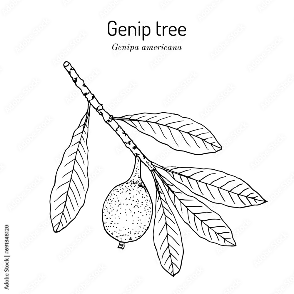 Genip tree (Genipa americana), edible and medicinal plant Stock Vector ...
