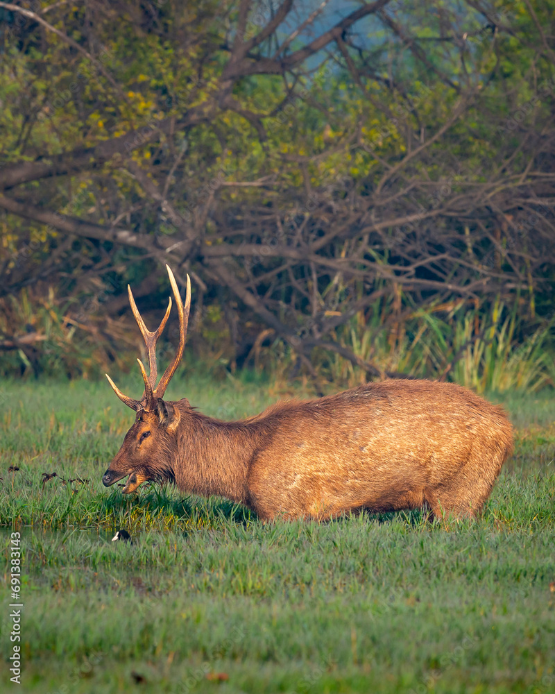 Wild male Sambar deer or rusa unicolor with big antlers long horns in ...