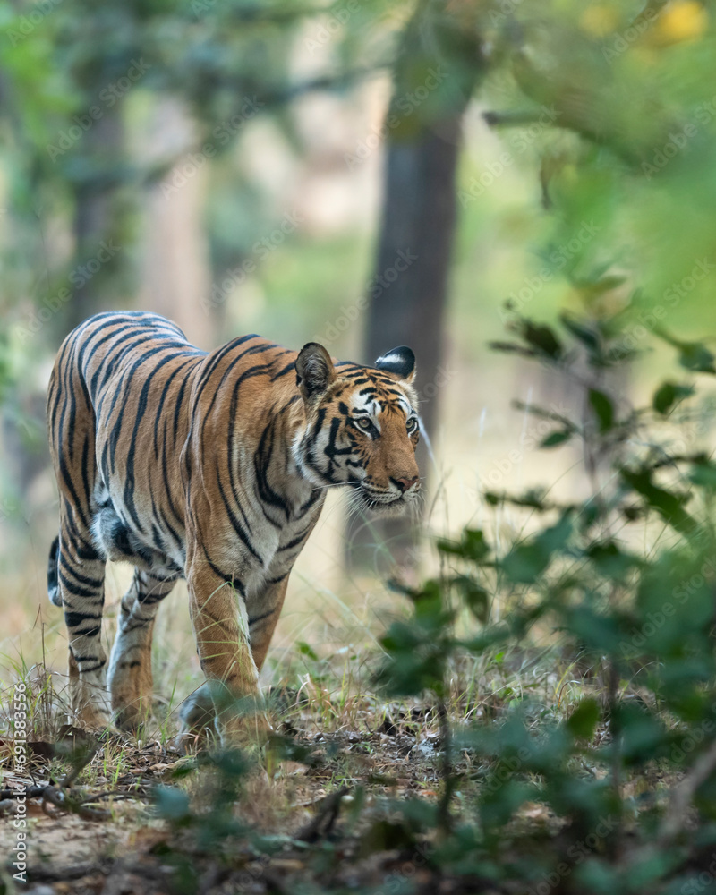 wild indian female bengal tiger or panthera tigris in natural green ...