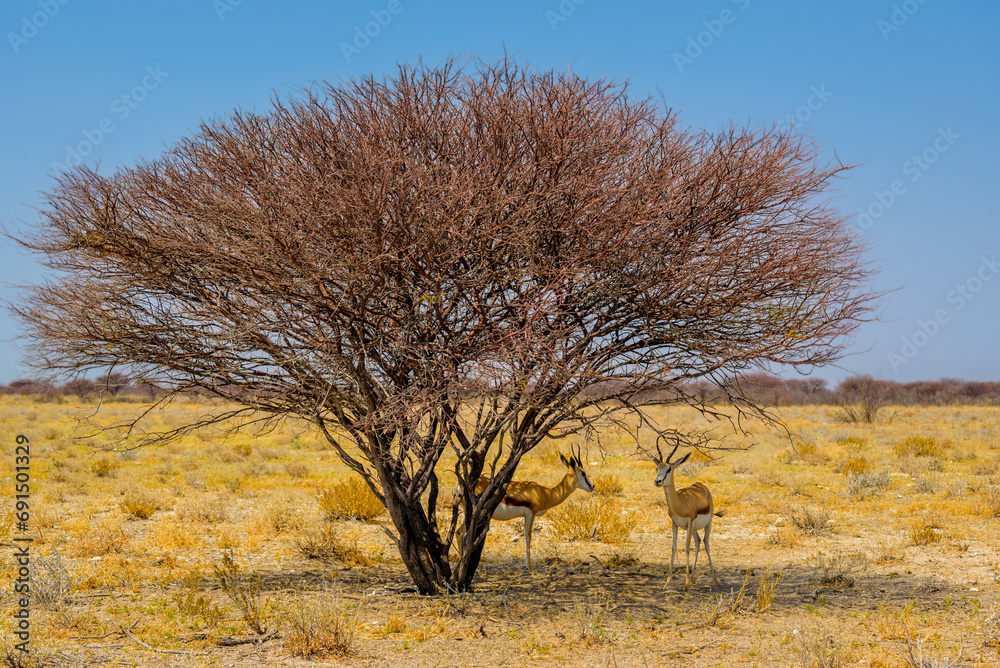 Springboks take shelter from scorching heat under a bare tree, Saltpan ...