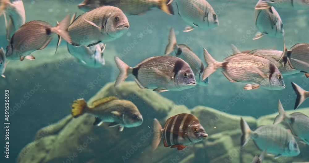 Close up, fish colony swim on blue clean transparent water aquarium ...