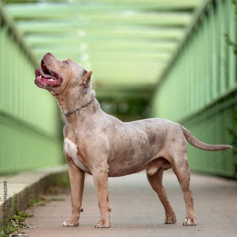 Un chien de race Americain Bully XL pour une séance photo en extérieur ...