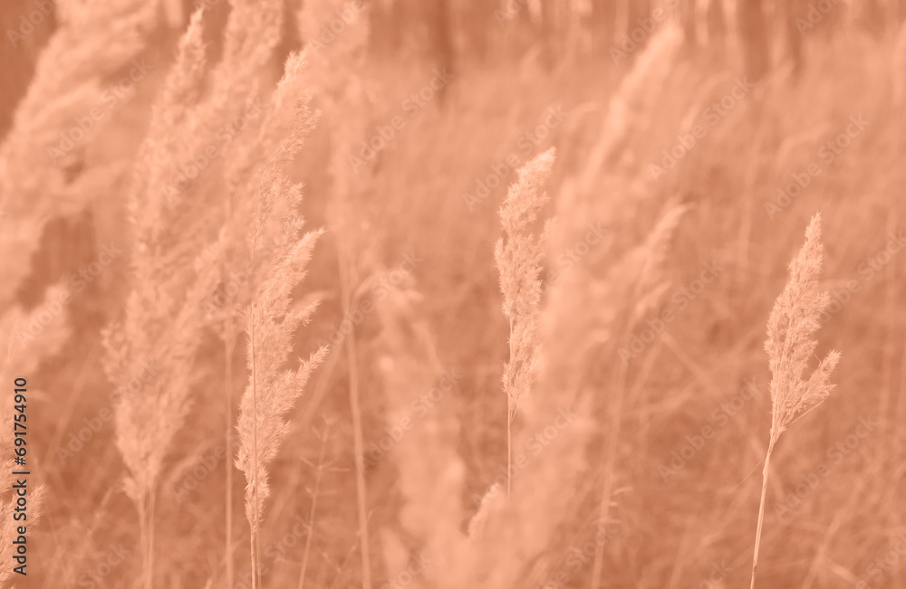 Peach Fuzz grasses with spikelets of beige color close-up. Abstract ...