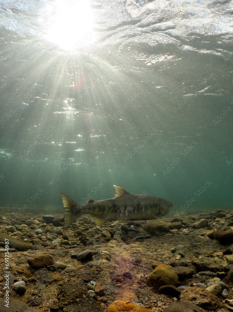Underwater photography of salmon running upstream in autumn in eastern ...