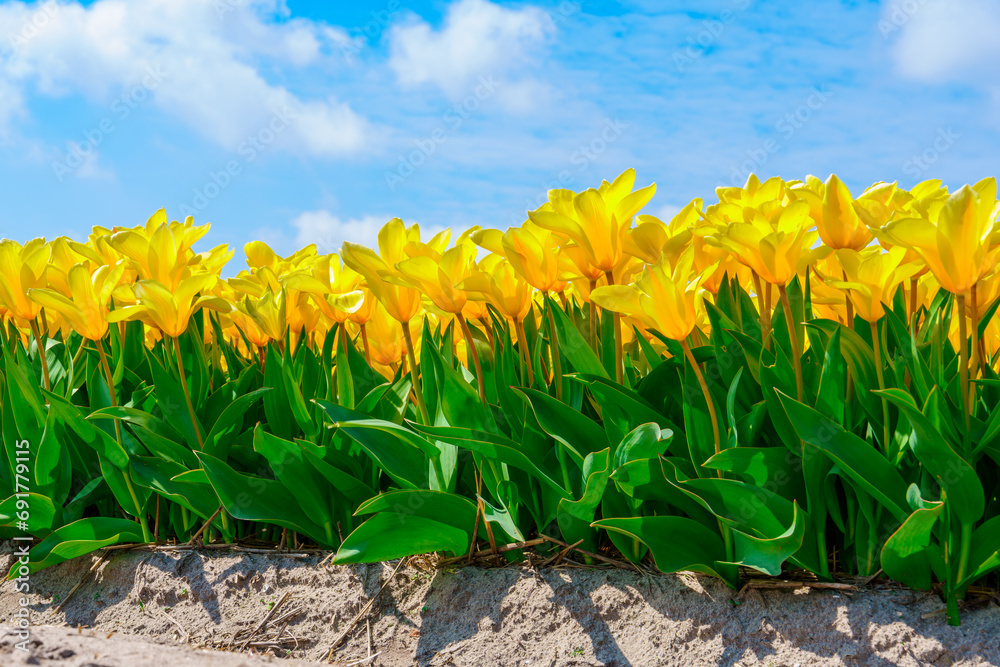 Spectacular view of seemingly never-ending yellow tulip fields ...