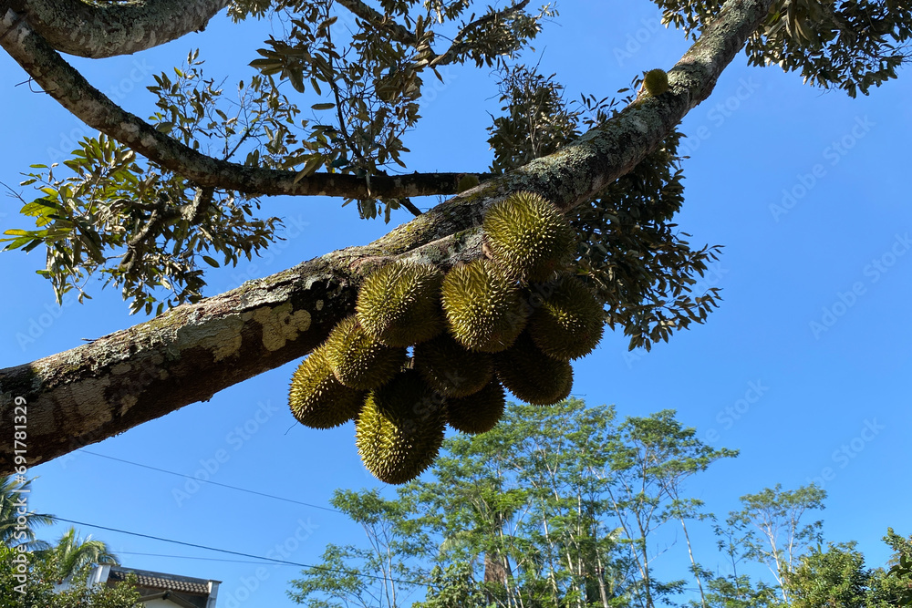 Durian (Durio zibethinus) fruit hanging on the tree ready to harvest ...