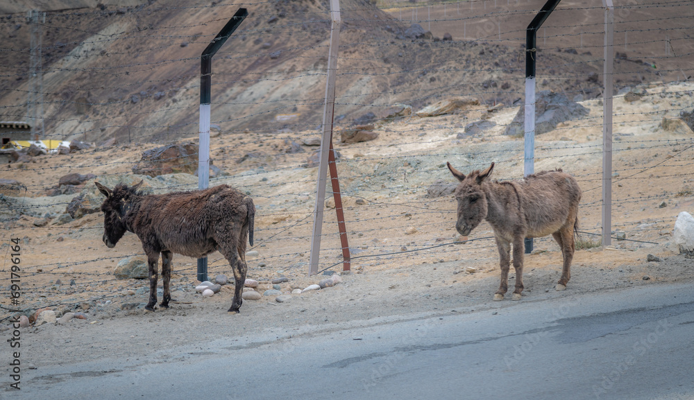 Himalayan Donkey Standing on the road side at a Barren Himalayan ...