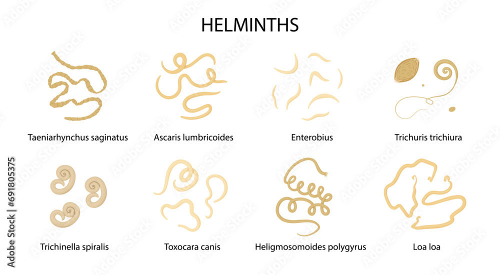 Parasites, worms, helminths in humans, cats, dogs. Hand drawing. Stock ...