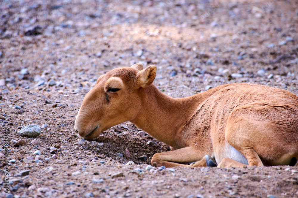 The saiga antelope. Saiga antelope in artificial habitat. The saiga ...