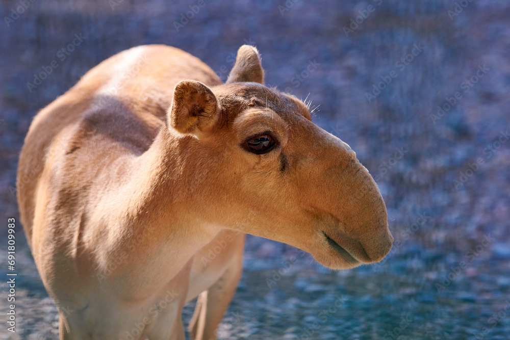 The saiga antelope. Saiga antelope in artificial habitat. The saiga ...