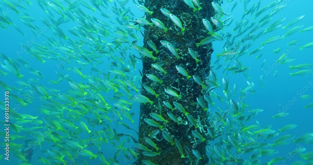 Flock herd of yellow Jack fish bait ball hiding from the shark. A fish ...