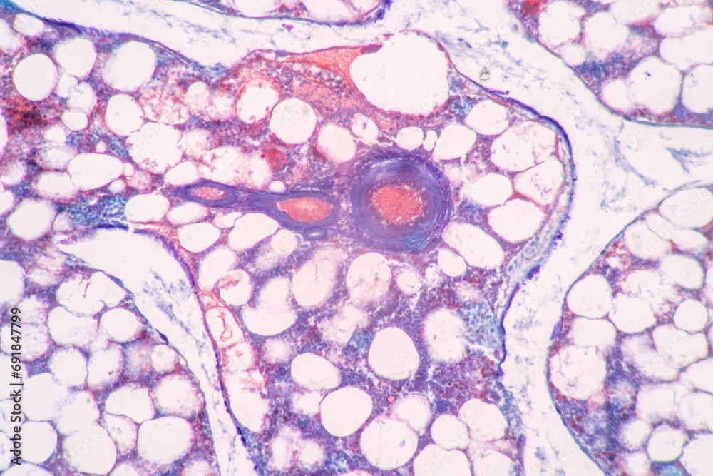 Anatomy and Histological Rea Bone marrow Human, Hyaline cartilage human ...