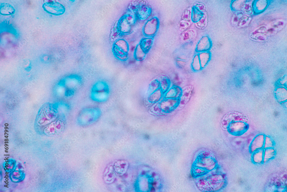 Anatomy and Histological Rea Bone marrow Human, Hyaline cartilage human ...