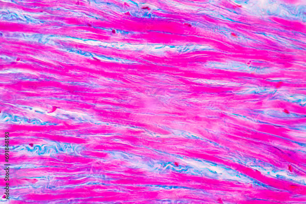 Anatomy and Histological Rea Bone marrow Human, Hyaline cartilage human ...