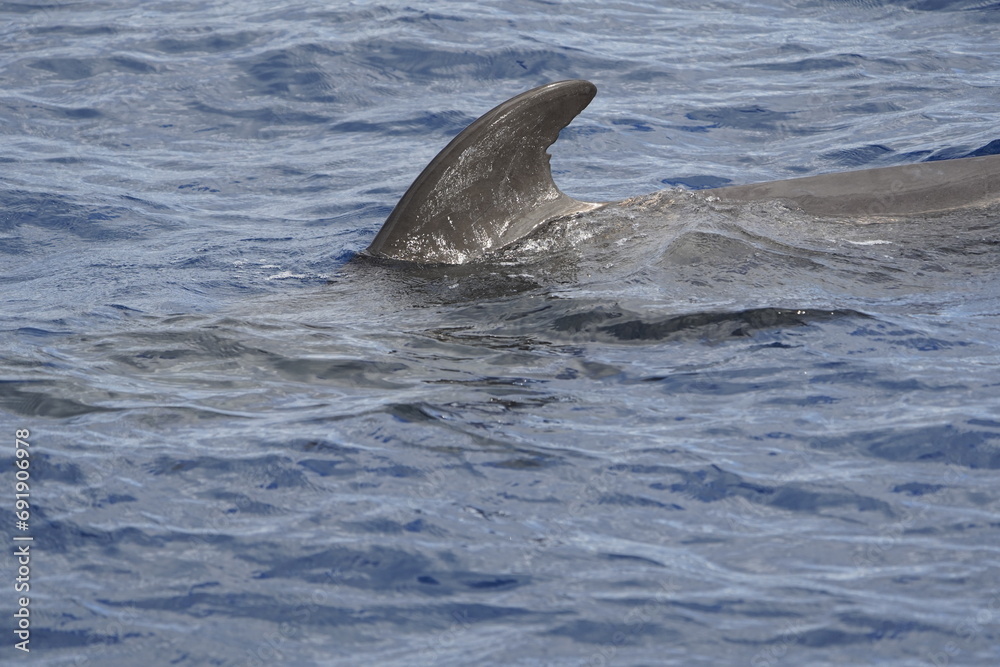 The long-finned pilot whale (Globicephala melas) is a large species of ...