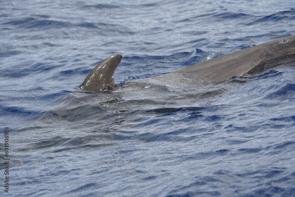The long-finned pilot whale (Globicephala melas) is a large species of ...