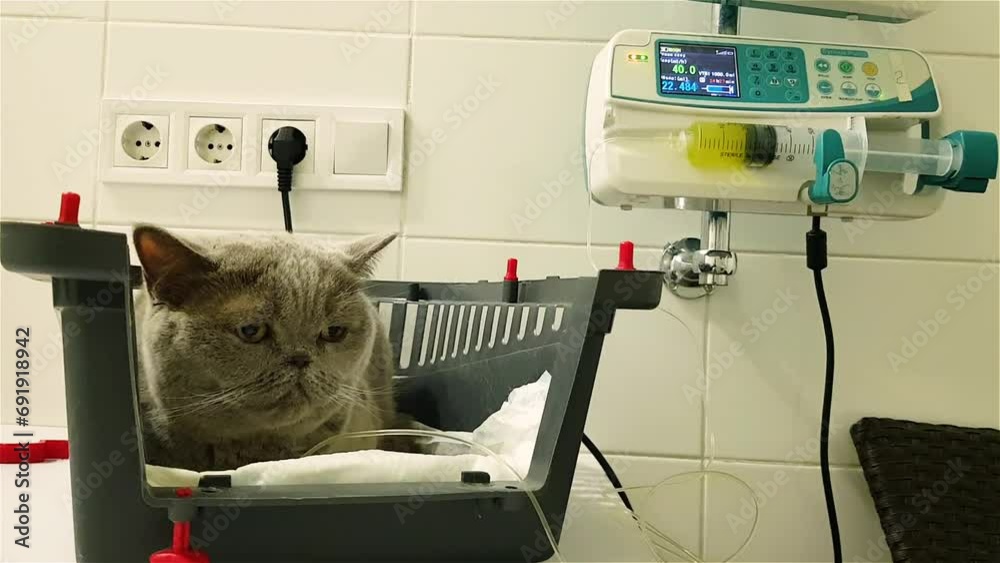 Sick Cat On A Iv Drip In Veterinary Clinic Cat Iv Fluid Therapy Cat Sick Cat On A Iv Drip In Veterinary Clinic Cat Iv Fluid Therapy Cat
