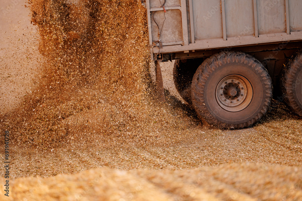 Silage production concept. Heavy roller on tractor for pressing silo on ...