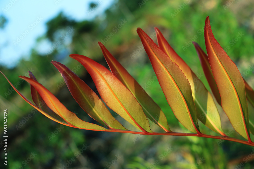Young leaves of red ferns against a blue sky background. for ...