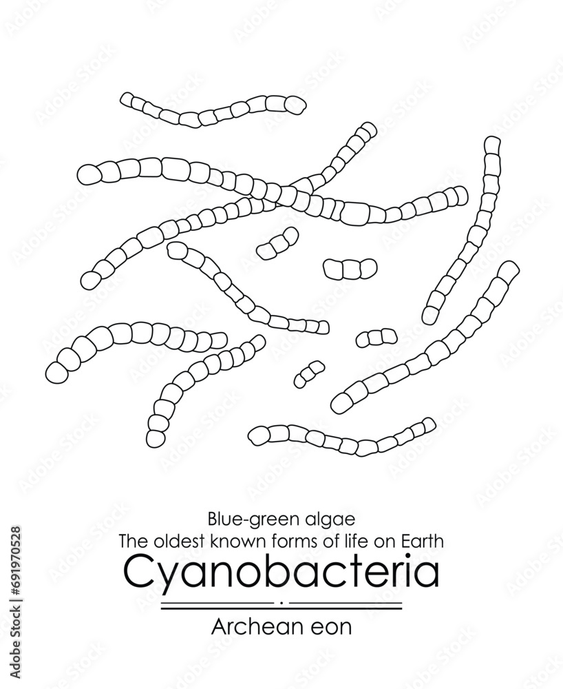 Cyanobacteria, or blue-green algae, are among the oldest known forms of ...