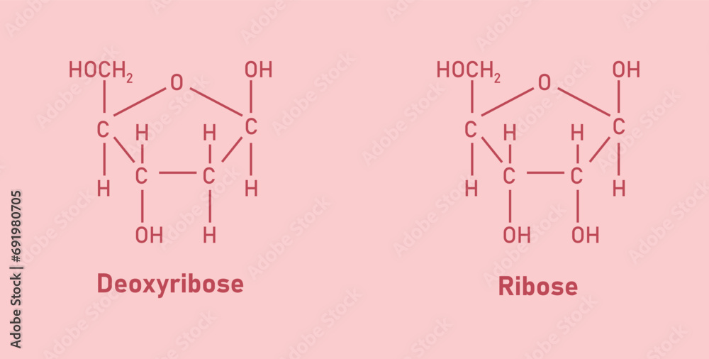 Ribose (C5H10O5) and Deoxyribose (C5H10O4) sugar chemical structure. Scientific resources for ...