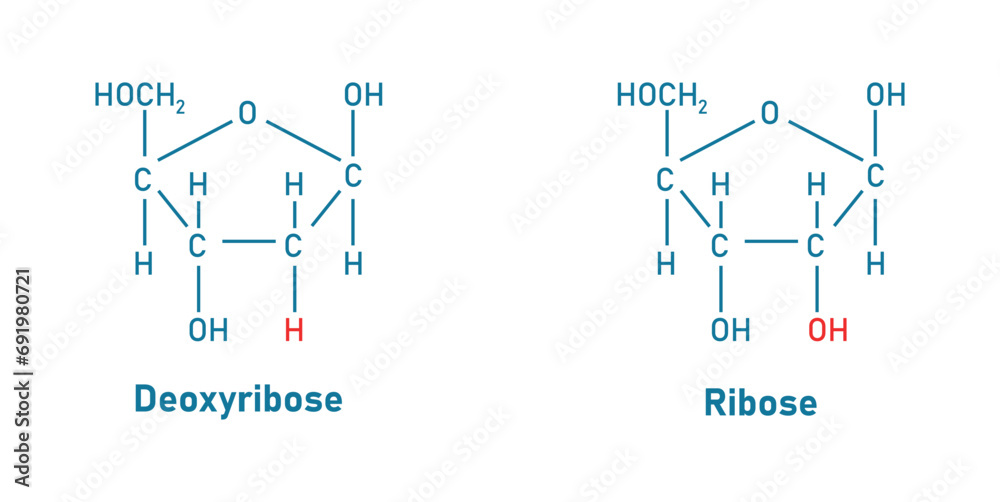 Ribose (C5H10O5) and Deoxyribose (C5H10O4) sugar chemical structure ...