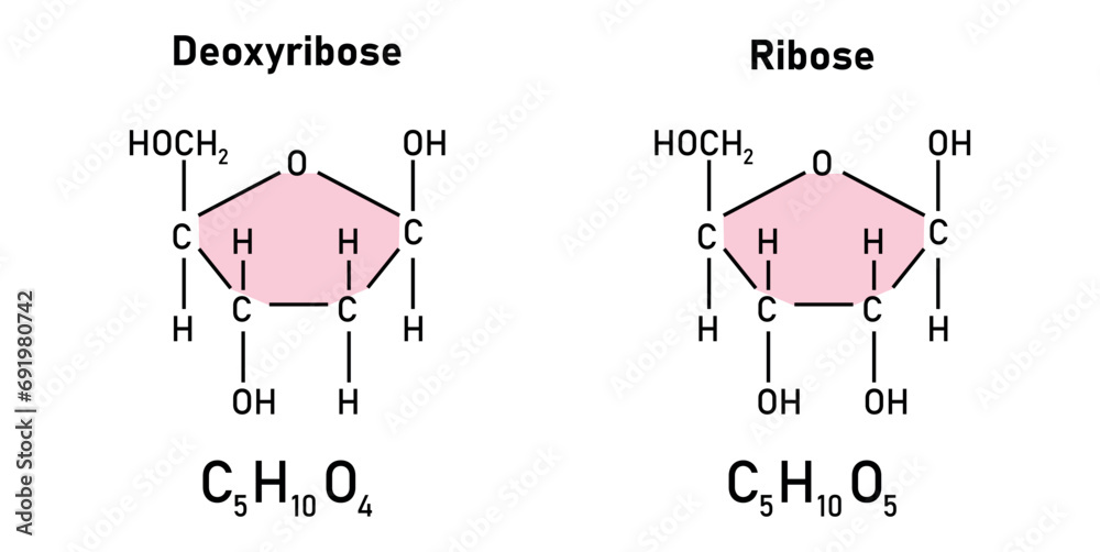 Ribose (C5H10O5) and Deoxyribose (C5H10O4) sugar chemical structure ...