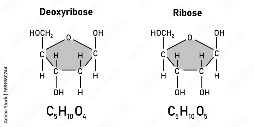 Ribose (C5H10O5) and Deoxyribose (C5H10O4) sugar chemical structure. Scientific resources for ...