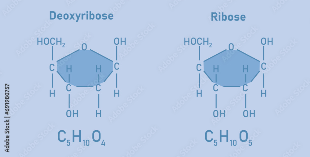 Ribose (C5H10O5) and Deoxyribose (C5H10O4) sugar chemical structure ...