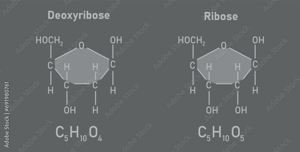 Ribose (C5H10O5) and Deoxyribose (C5H10O4) sugar chemical structure. Scientific resources for ...