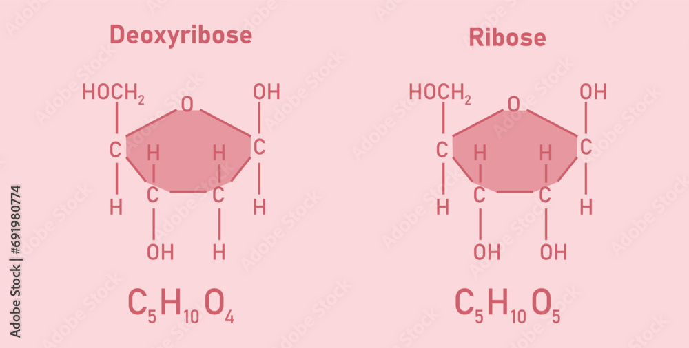 Ribose (C5H10O5) and Deoxyribose (C5H10O4) sugar chemical structure. Scientific resources for ...