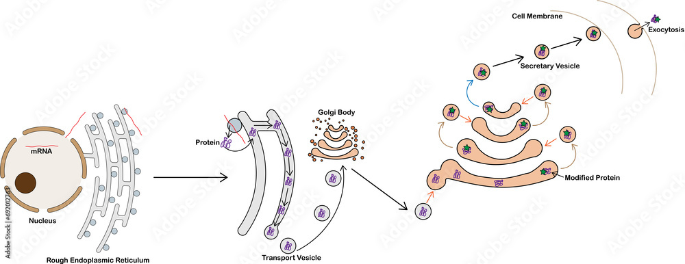 Protein trafficking. image shows the steps in protein transport through ...