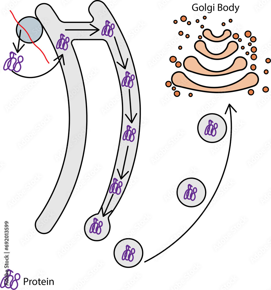 Protein transport through the rough endoplasmic reticulum into a ...