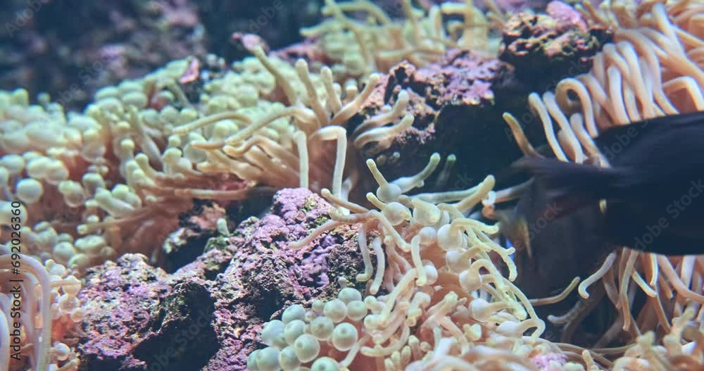 Funny tropical fish swim fast in aquarium, closeup. Interesting sea ...