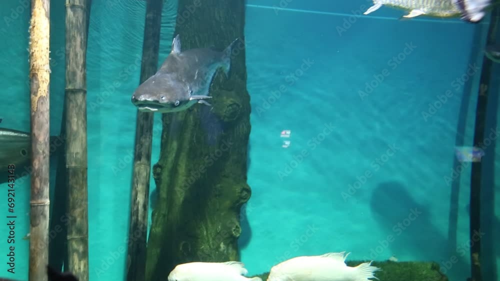 Vidéo Stock Sevryuga fish (lat. Acipenser stellatus) and Kaluga (Lat ...