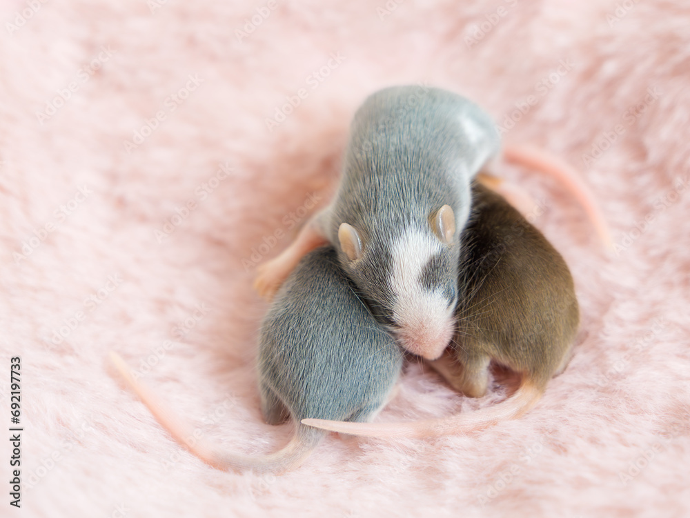 Multi-colored small satin mice, decorative mouse babies lie together on ...