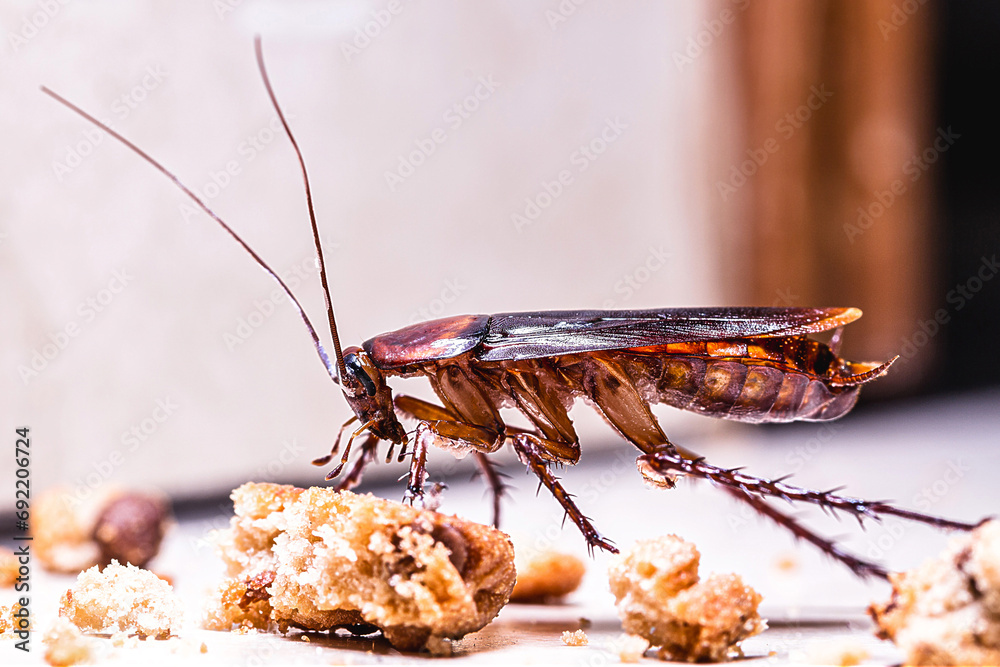 many cockroaches coming through the door, inside the apartment. Control ...