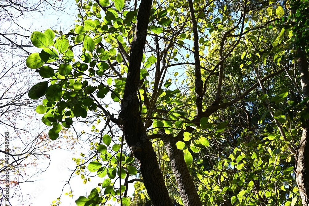 Ehretia dicksonii ( Euonymus sieboldianus ) tree. Boraginaceae ...