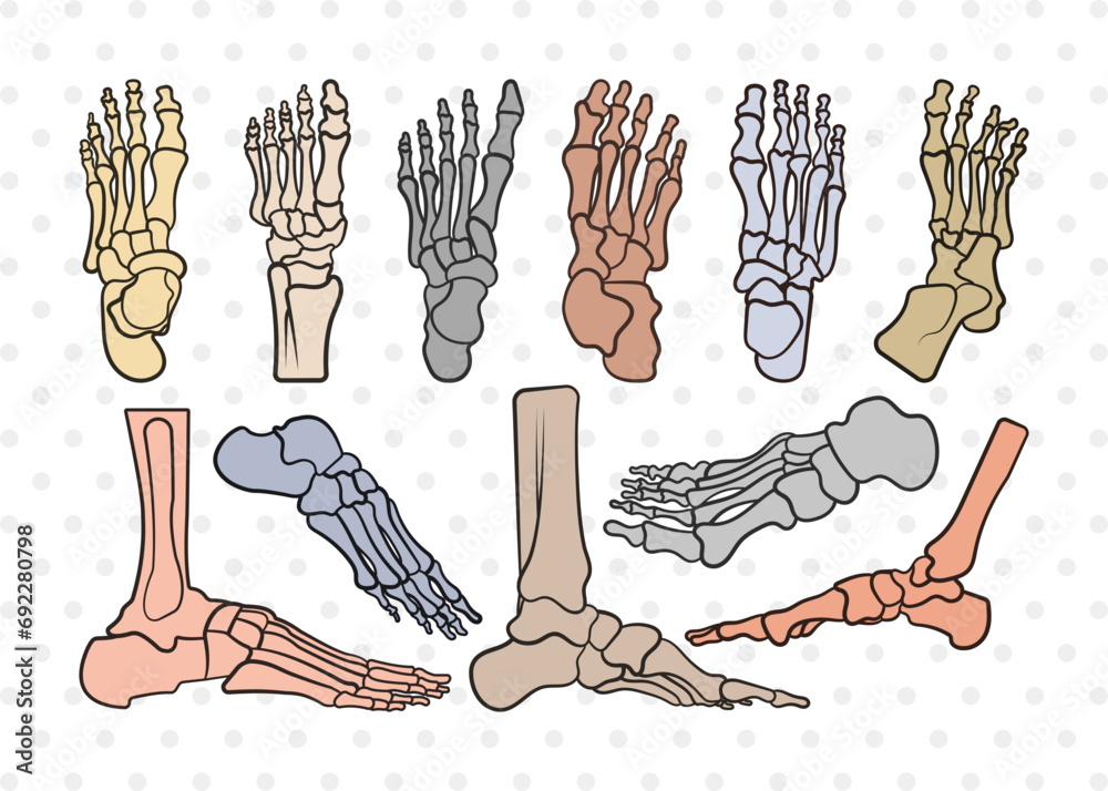 Vetor de Human Foot Anatomy Silhouette, Human Foot Anatomy SVG, Foot ...